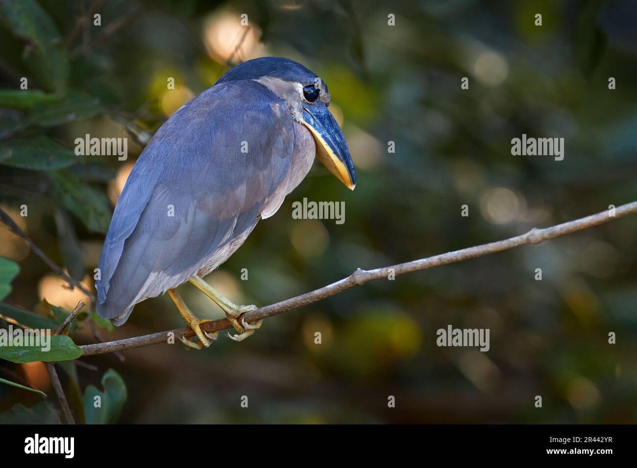 Bird with big bill in the dark forest, Widllife scene from Central ...