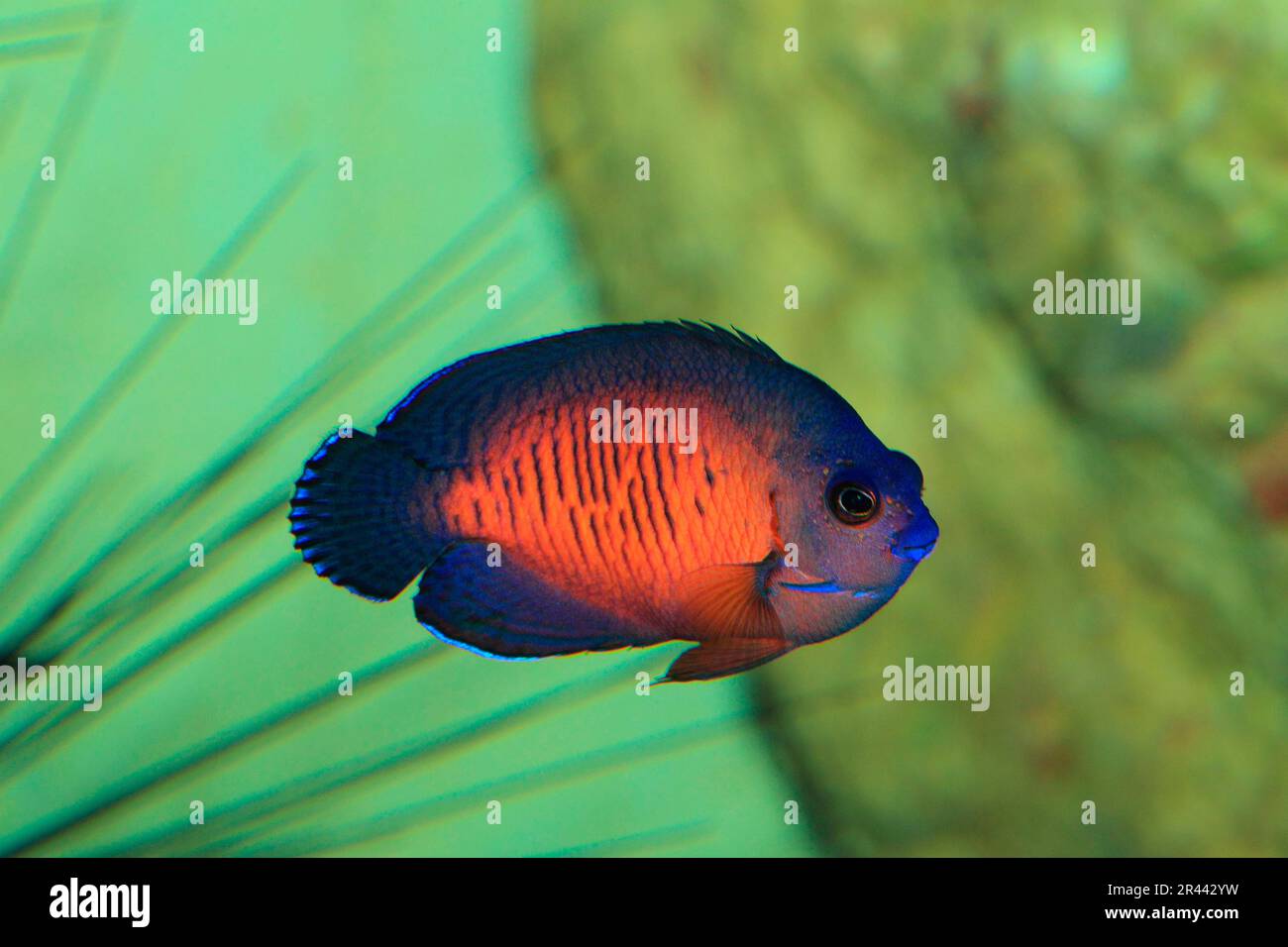 Twospined twospined hi-res stock photography and images - Alamy