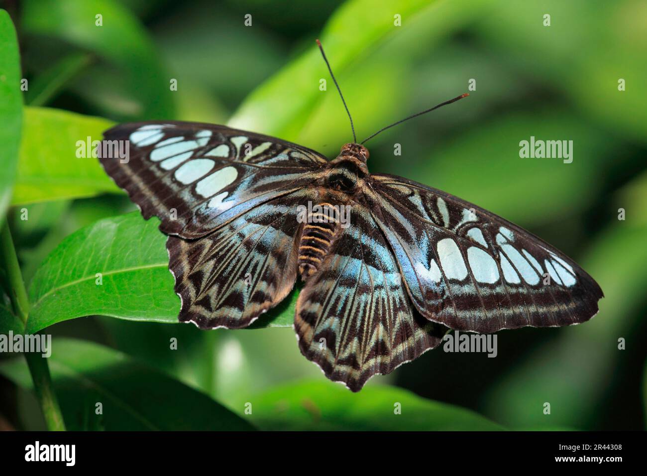 Blue Swift (Parthenos sylvia Stock Photo - Alamy