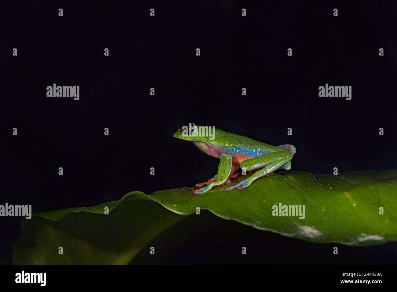 Night photography. Agalychnis annae, Golden-eyed Tree Frog, green and ...