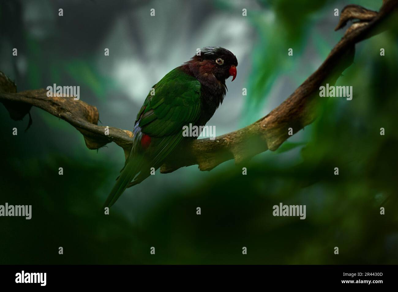 West papuan forest hi-res stock photography and images - Alamy