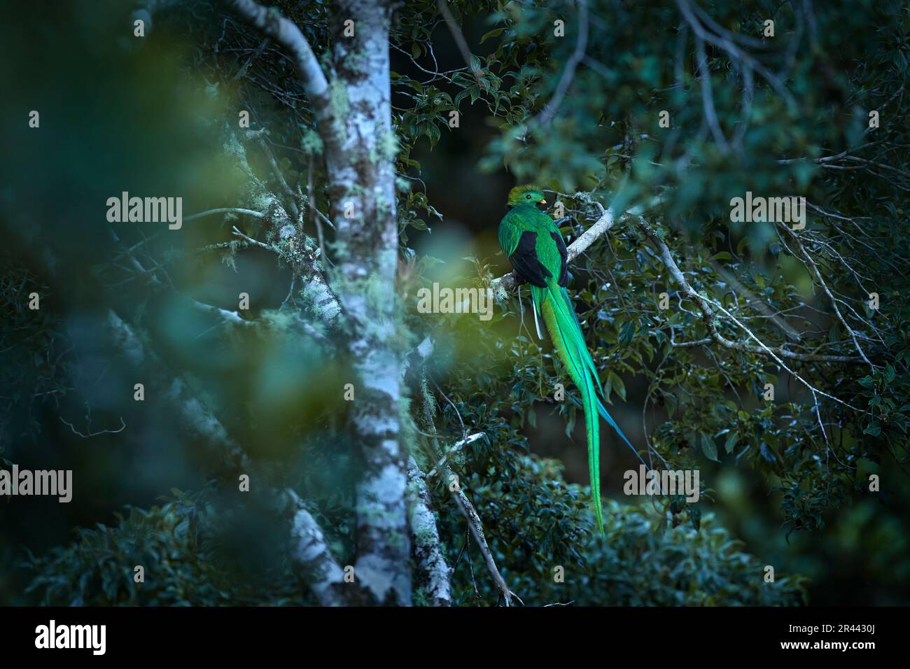 Resplendent Quetzal, Pharomachrus mocinno, from Chiapas, Mexico with ...