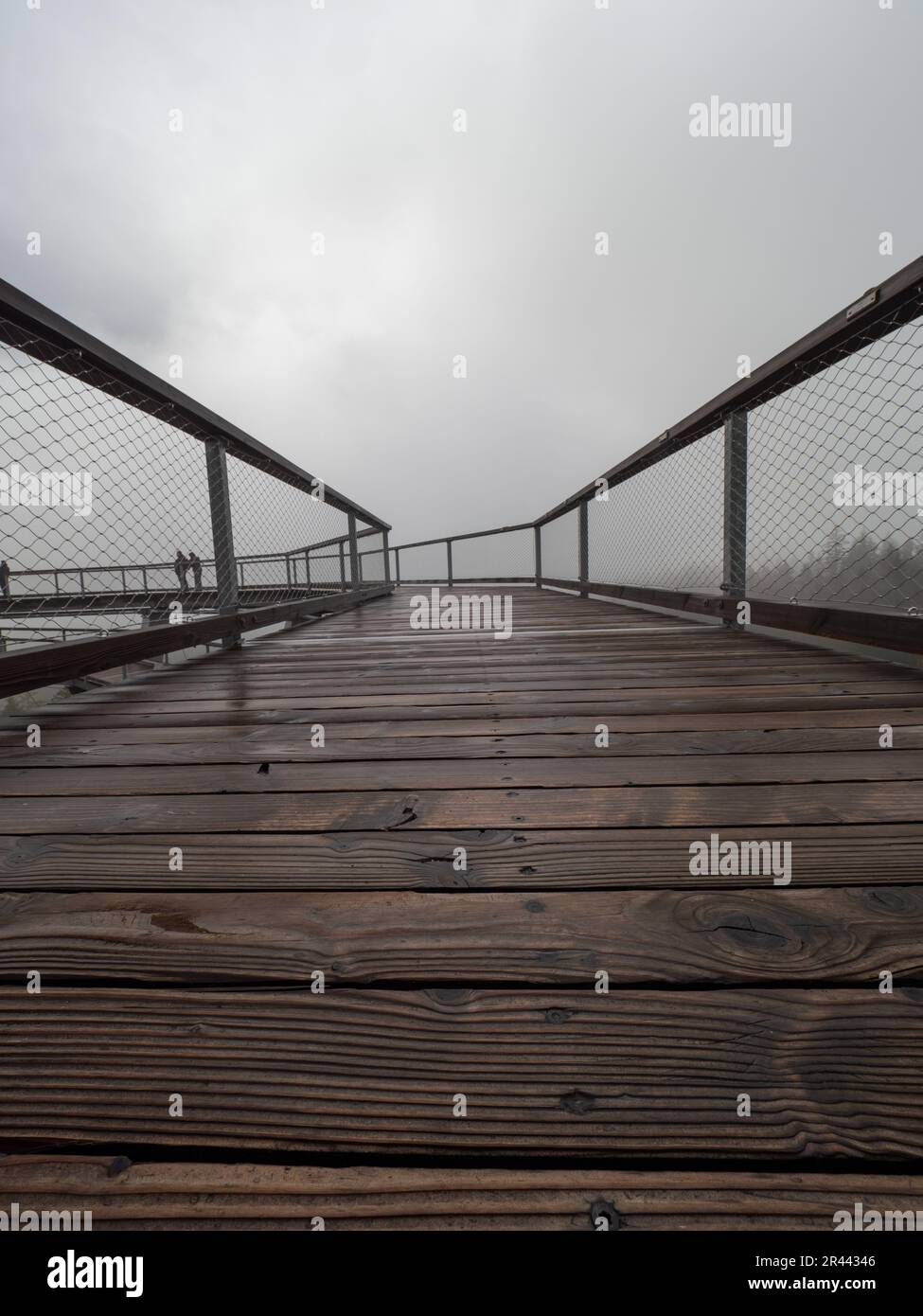 Path in treetops. Wooden planks of path for wheelchairs. Wooden and ...