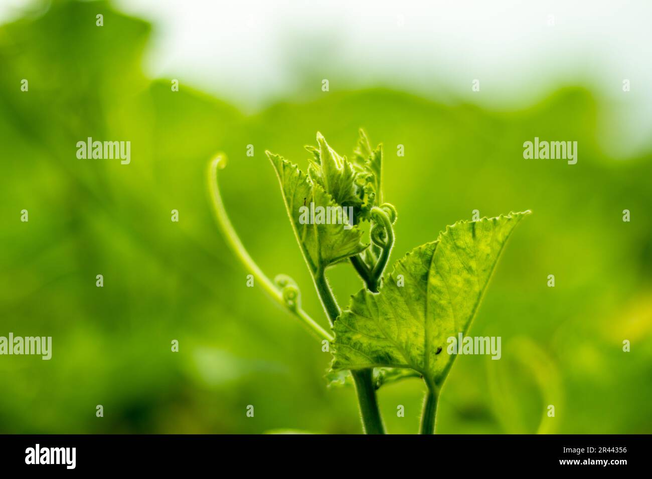 The tip of the pumpkin plant. This is a great source of vegetables ...