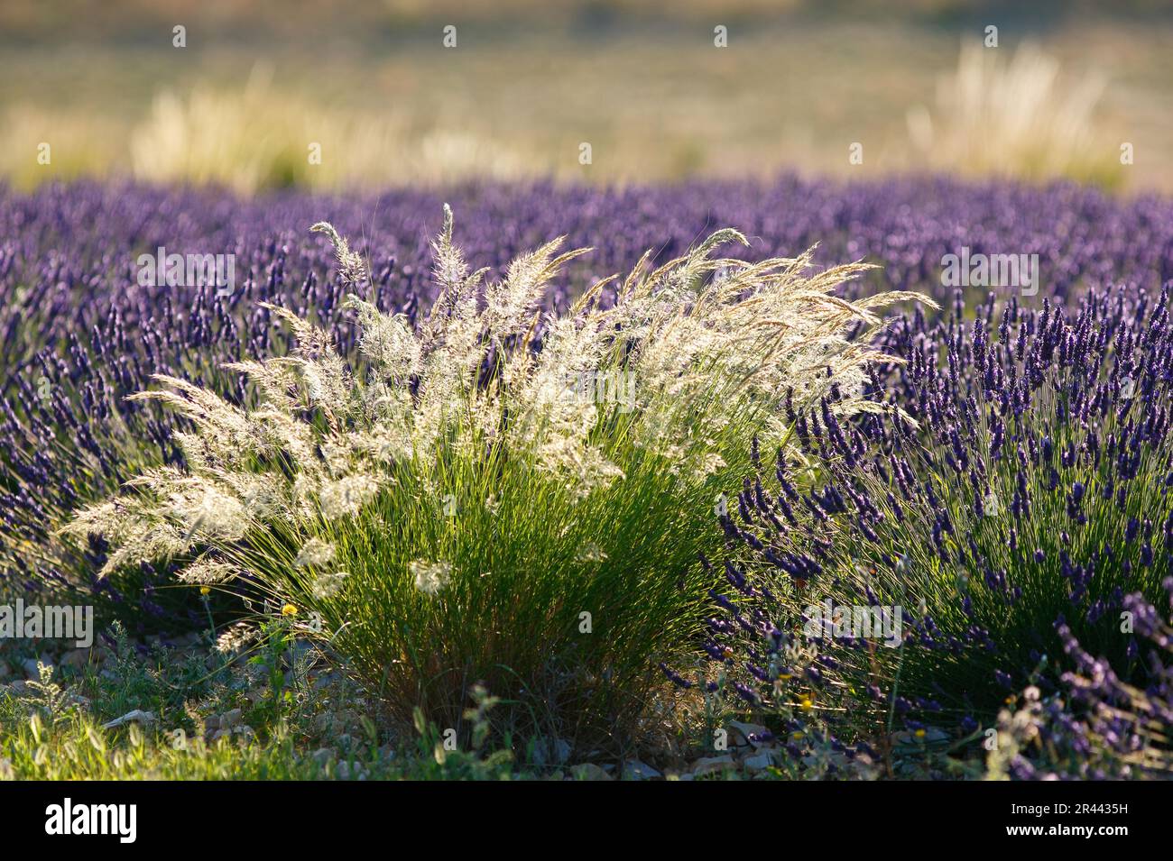 Lavender field, Provence (Lavendula), Lavender, France Stock Photo - Alamy
