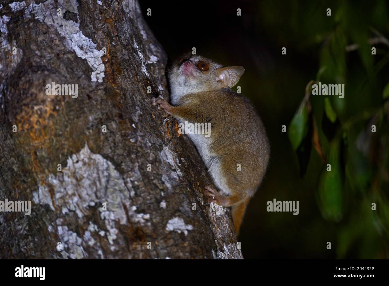 Grey mouse lemur, Microcebus murinus, Kirindy Forest, endemic animal in ... Grey mouse lemur, Microcebus murinus, Kirindy Forest, endemic animal in ...