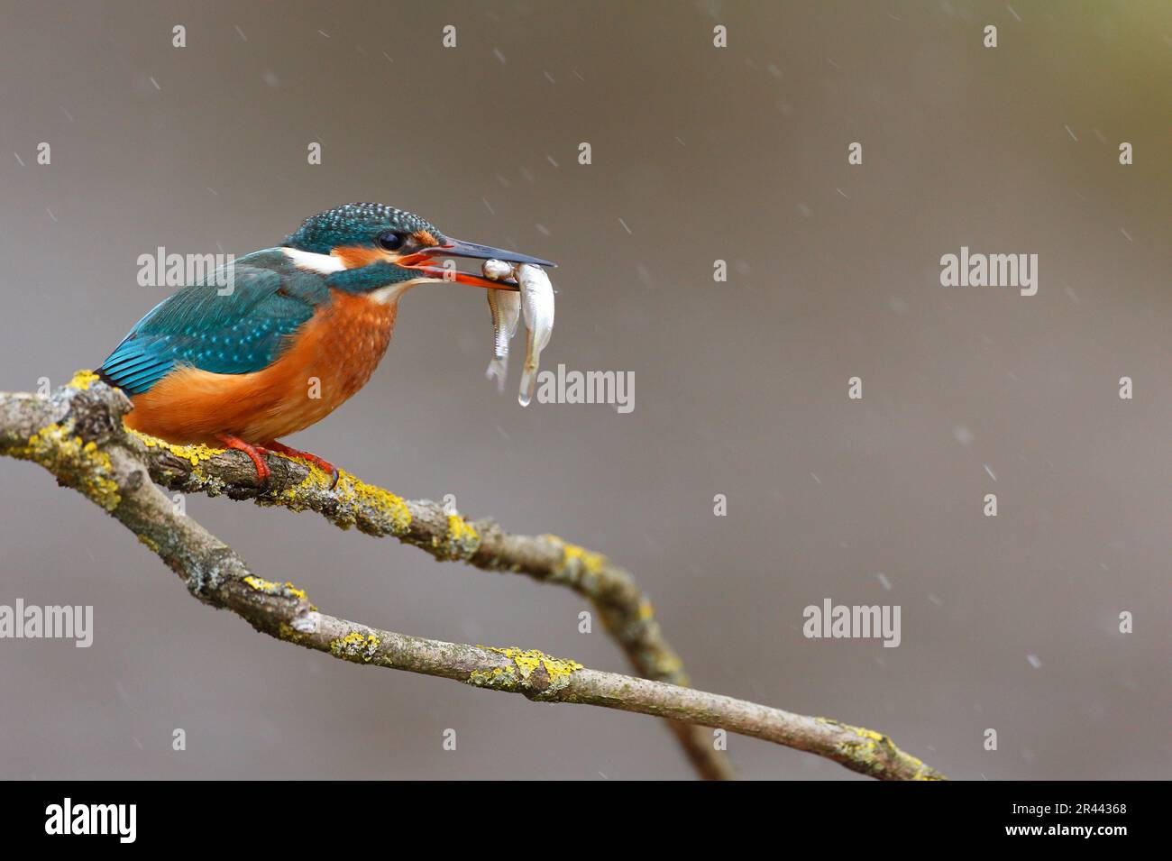 Kingfisher with captured fish, Baden-Wuerttemberg, kingfishers (Alcedo ...