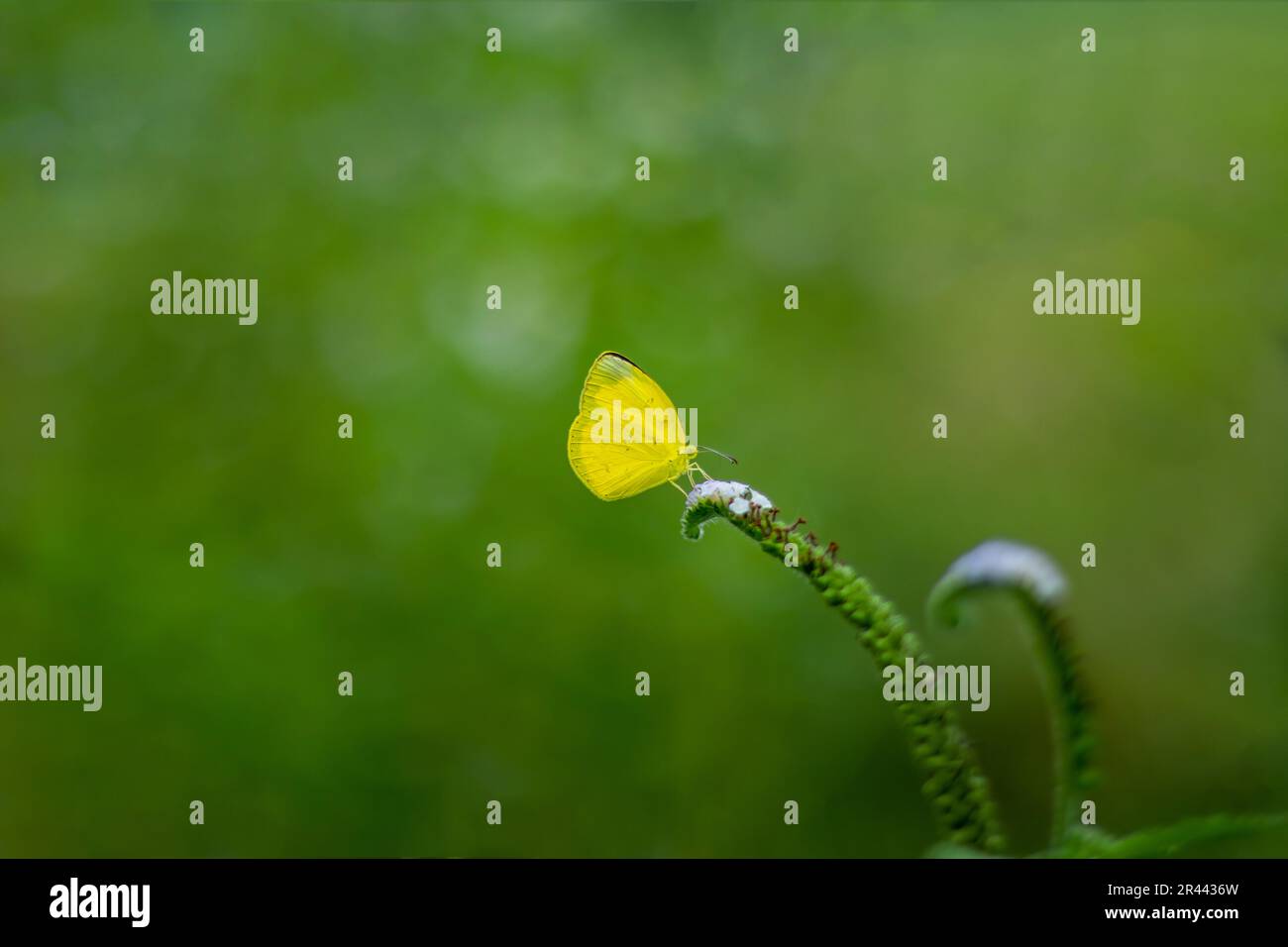 Hatirsur hi-res stock photography and images - Alamy