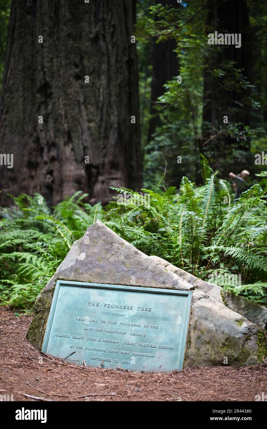 Founders Tree Placard in California State Park Stock Photo - Alamy