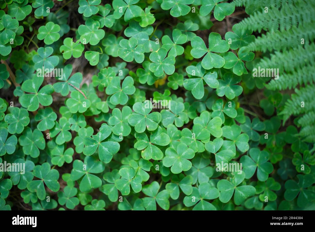 Clover Plant Details in California State Park Stock Photo - Alamy