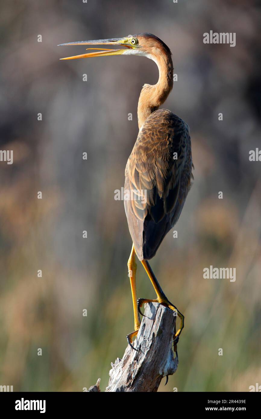 Purple heron (Ardea purpurea), Botswana, Africa Stock Photo - Alamy