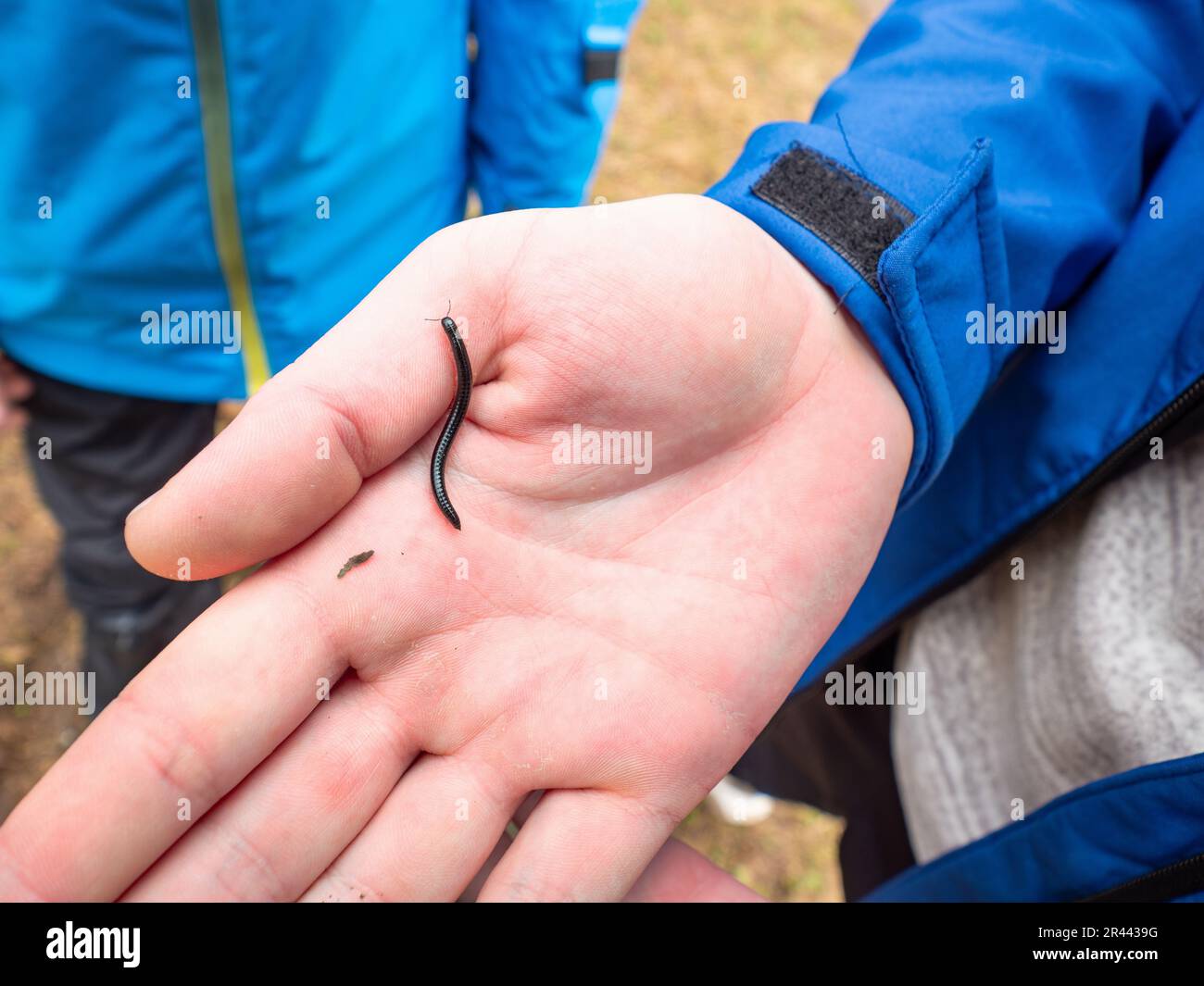 Children hand holding small centipede. Centipede on skin of chuldren ...