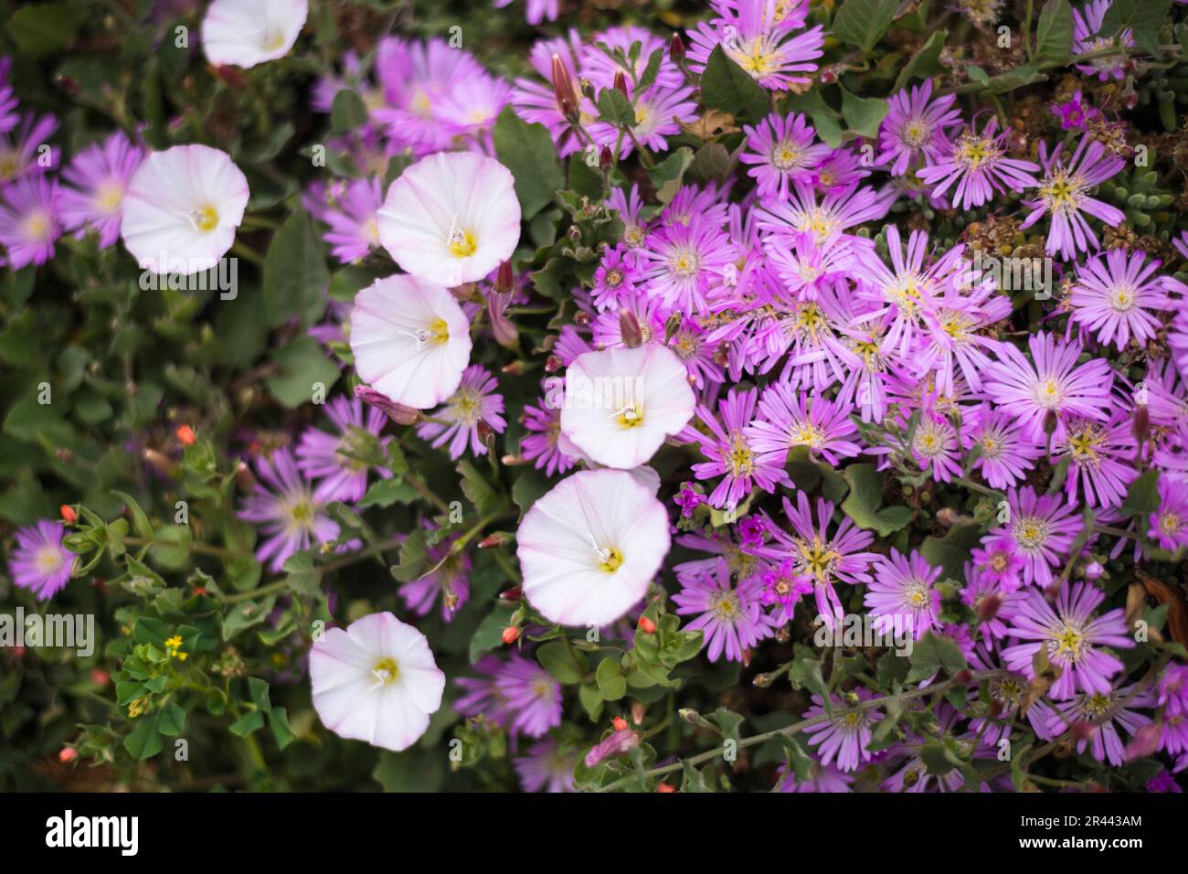 City pink detail hi-res stock photography and images - Alamy