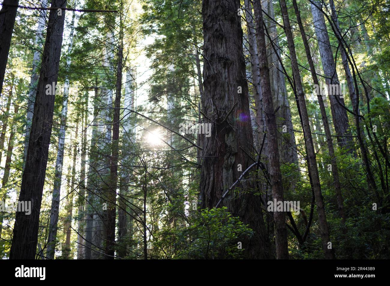 Lens Flare among Redwoods in California Stock Photo - Alamy