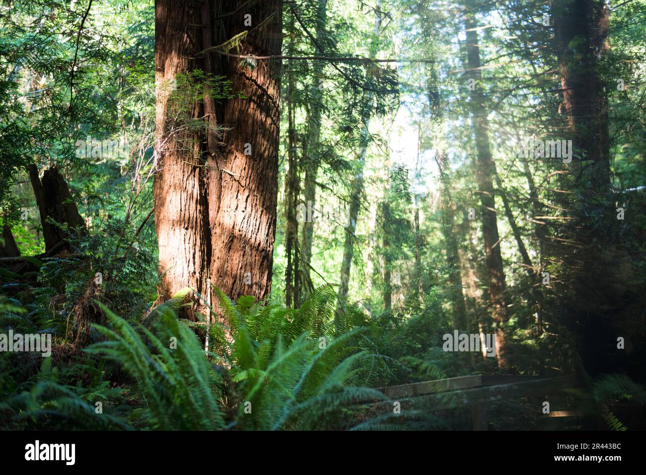 Redwoods in Crescent City California Stock Photo - Alamy