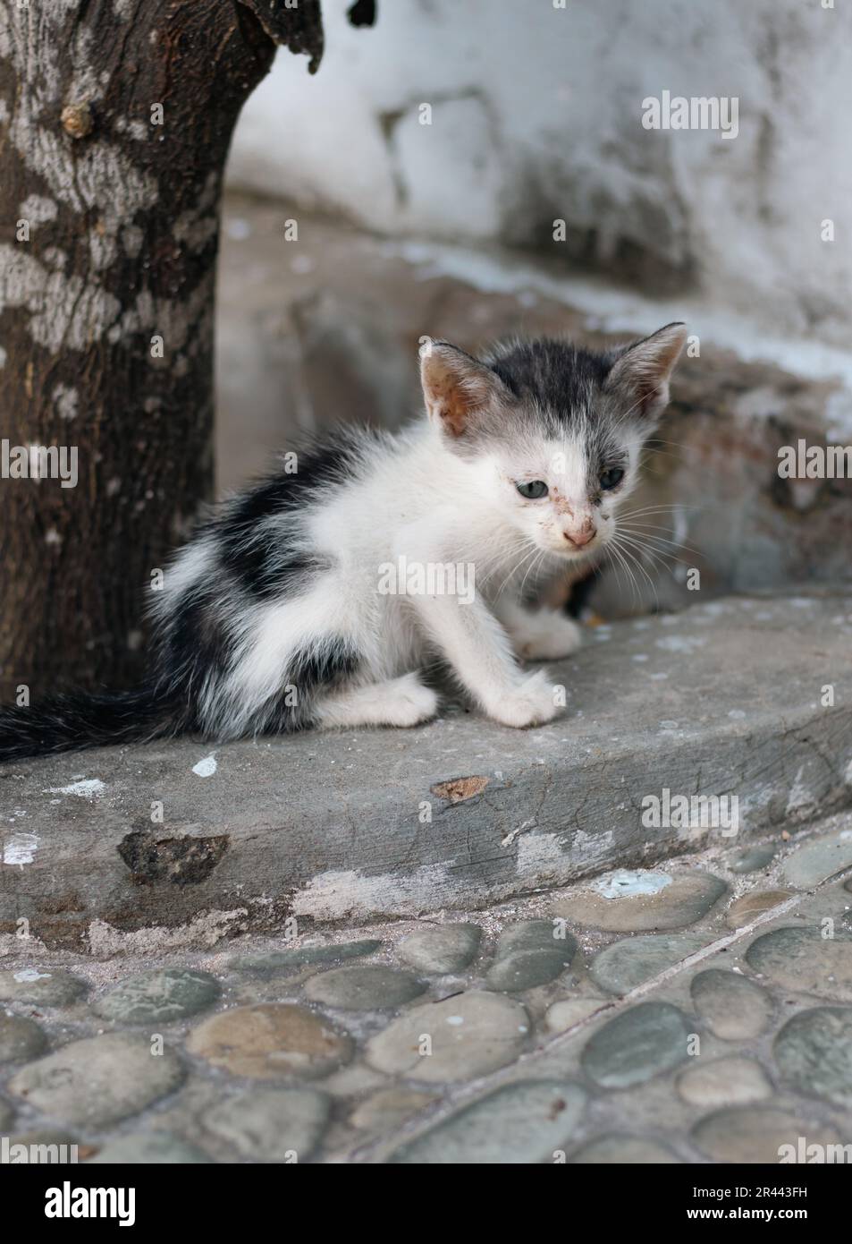 Cute cat behavior hi-res stock photography and images - Alamy