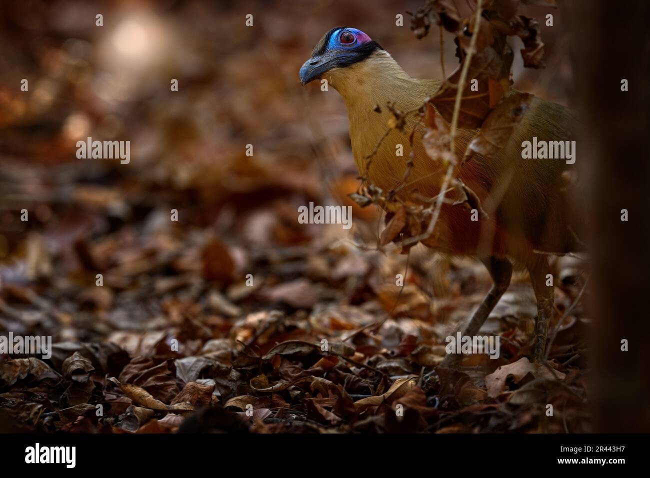 Giant coua, Coua gigas, bird in the nature habitat, Kirindy Dorest in ...
