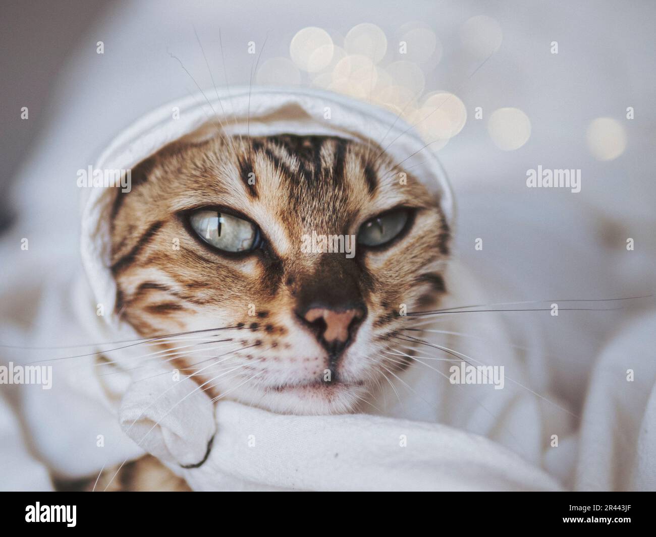 portrait of tabby cat with lights bokeh Stock Photo - Alamy