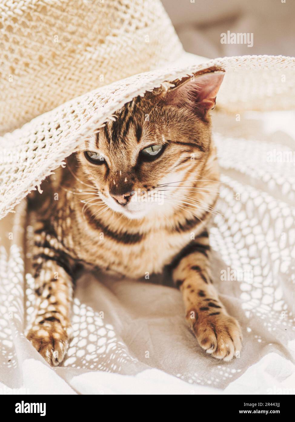 The cat under the hat hi-res stock photography and images - Alamy