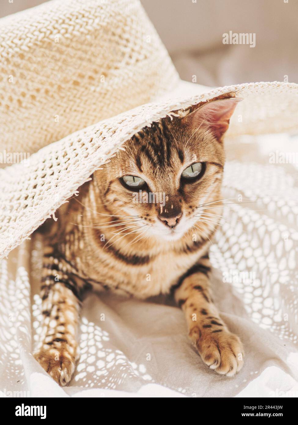 Cat under the sun hi-res stock photography and images - Alamy