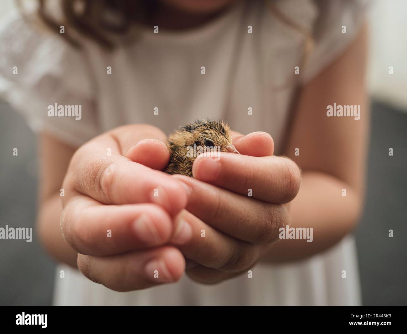 Holding a Cute Baby Quail Stock Photo - Alamy