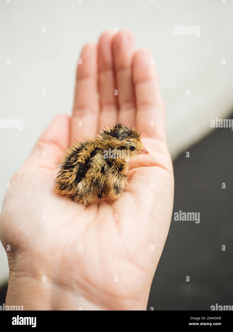 Holding a Cute Baby Quail Stock Photo - Alamy