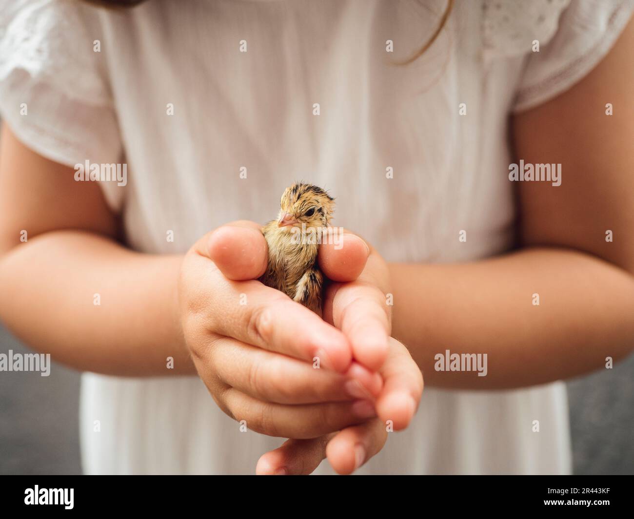 Holding a Cute Baby Quail Stock Photo - Alamy
