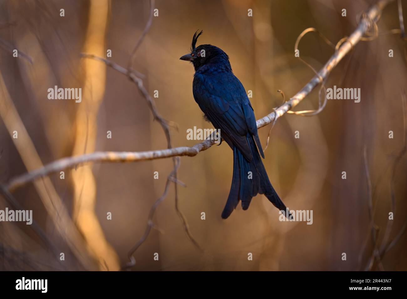 Crested Drongo, Dicrurus forficatus, black bird with crest in the ...