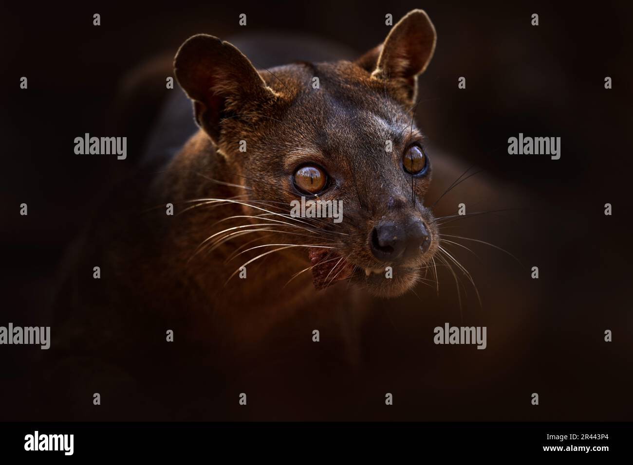 Fosa, Cryptoprocta ferox, Kirindy Forest in Madagascar. Beast of prey ...