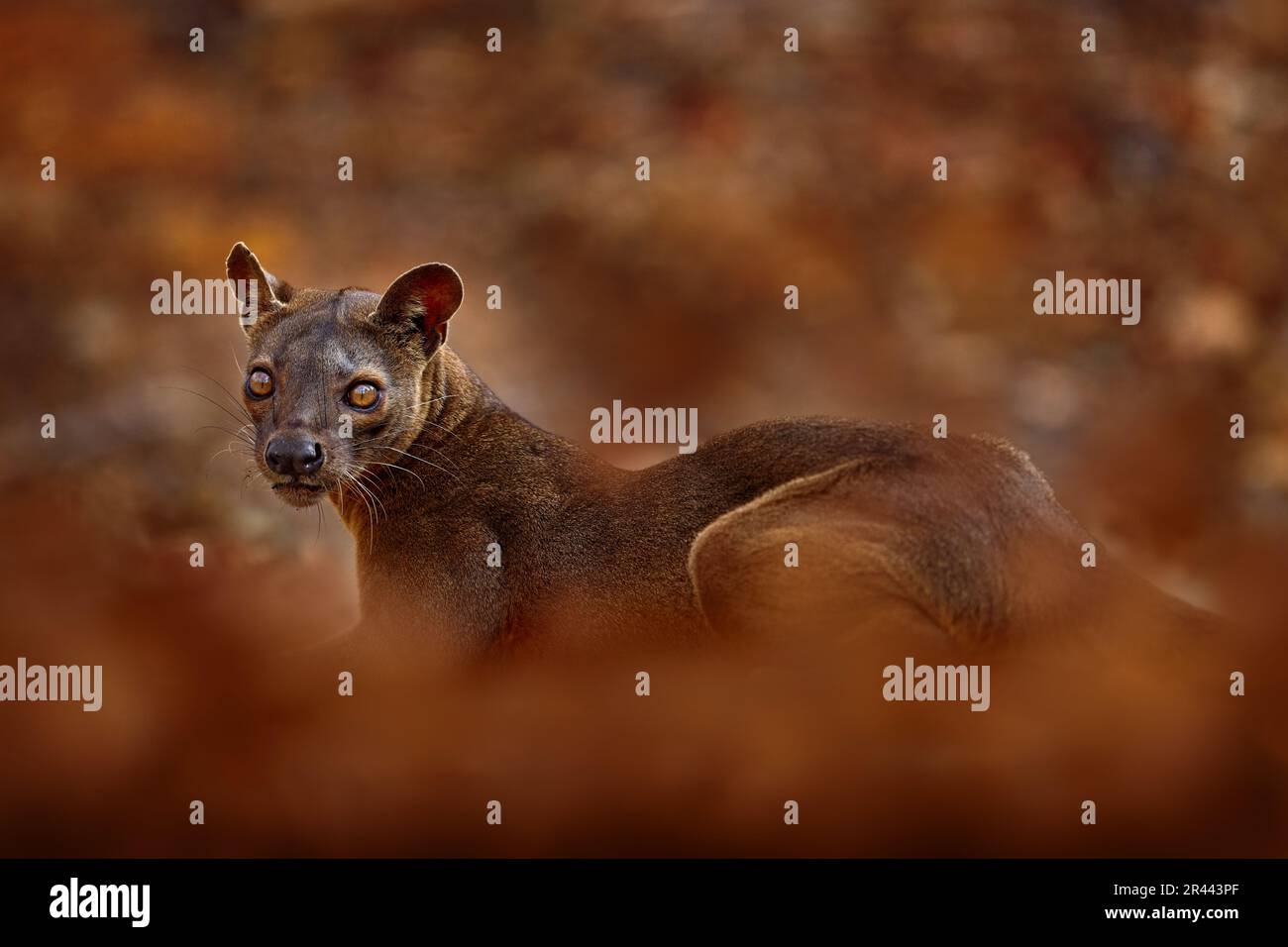 Fosa, Cryptoprocta ferox, Kirindy Forest in Madagascar. Beast of prey ...