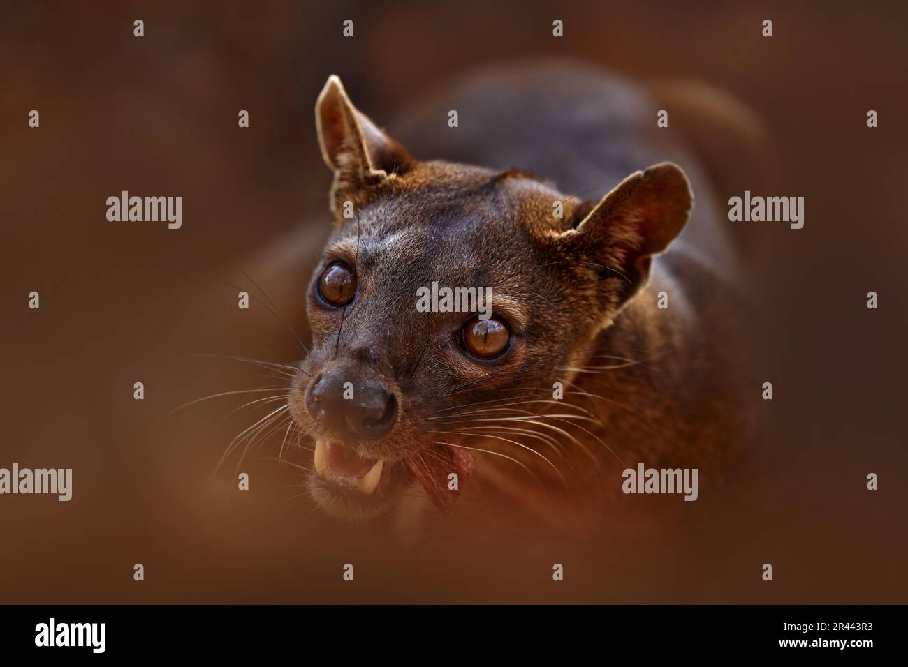 Fosa, Cryptoprocta ferox, Kirindy Forest in Madagascar. Beast of prey ...