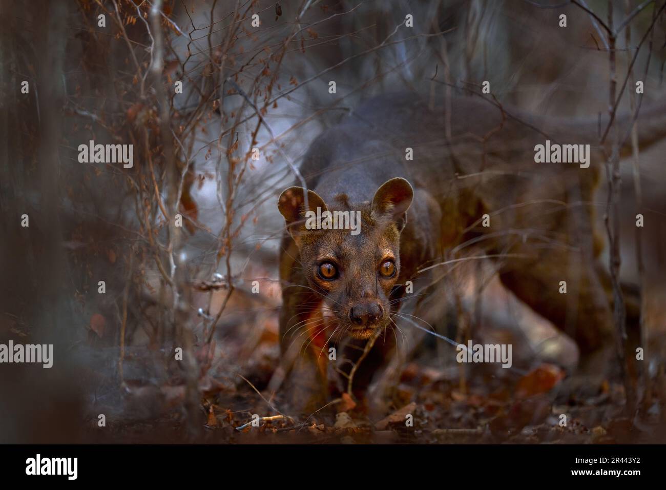 Wild Madagascar. Fosa in shrubs bushes. Fosa, Cryptoprocta ferox ...