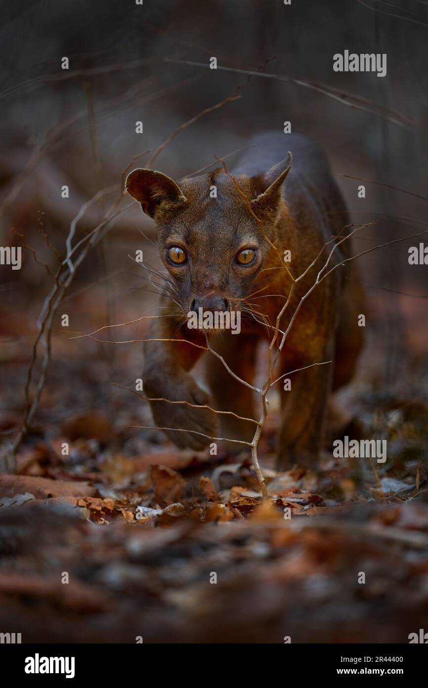 Madagascar wildlife. Fosa in shrubs bushes. Fosa, Cryptoprocta ferox ...
