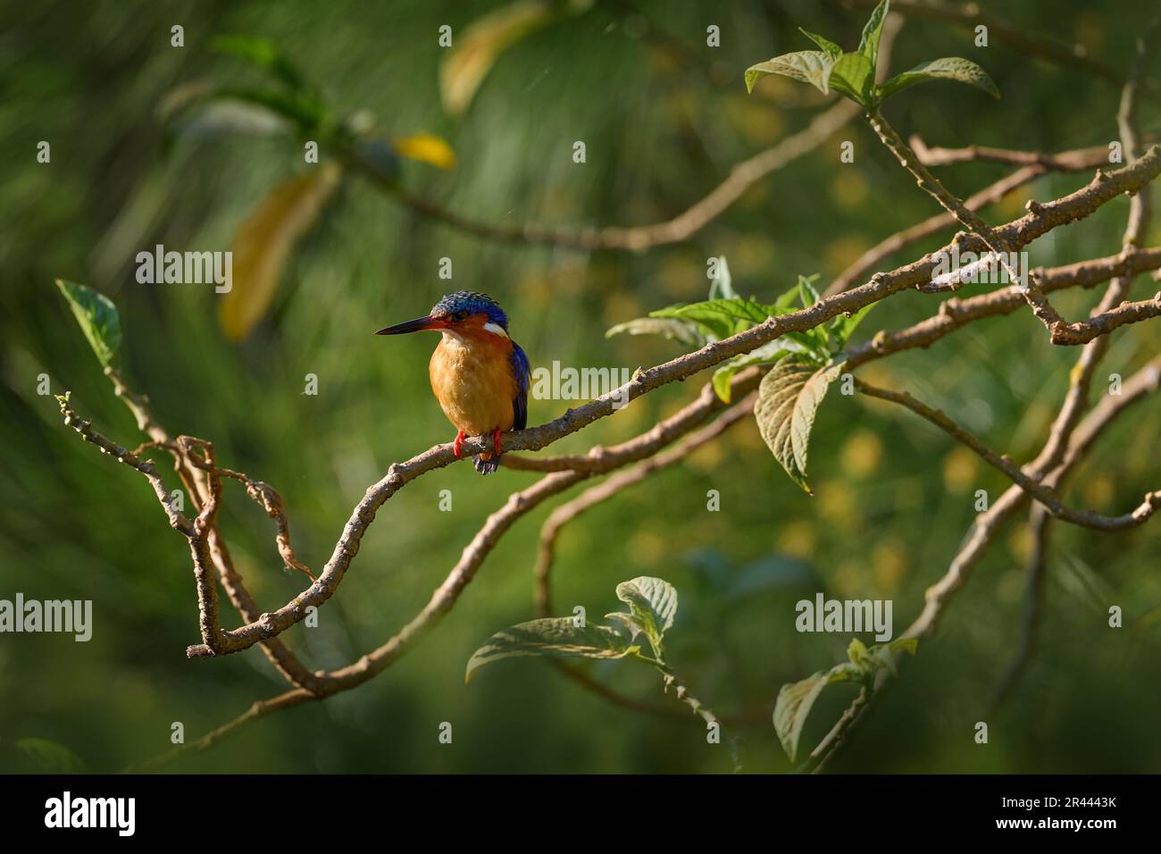 Malagasy kingfisher, Corythornis alcedo vintsioides, in nature habitat ...