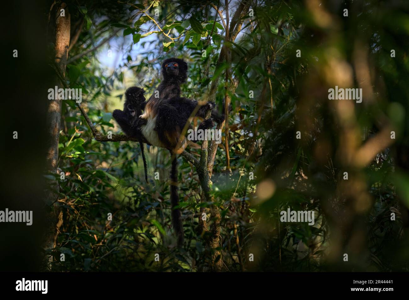 Milne-Edwards's sifaka, Propithecus edwardsi, Ranomafana NP, rare ...