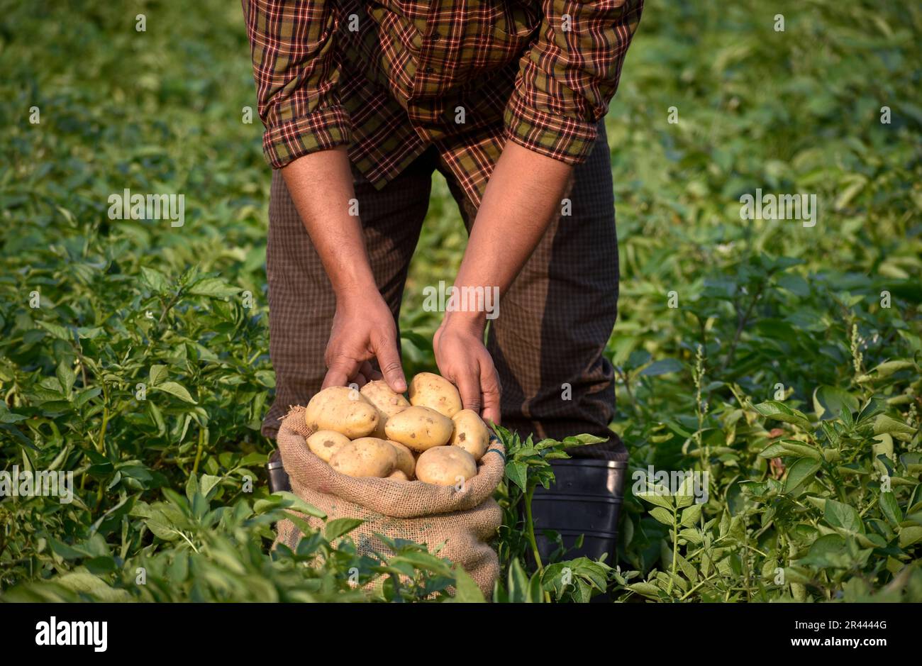 Potato people hi-res stock photography and images - Alamy