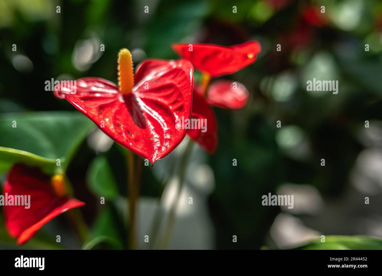 Red Anthurium Andre flower in nature Stock Photo - Alamy