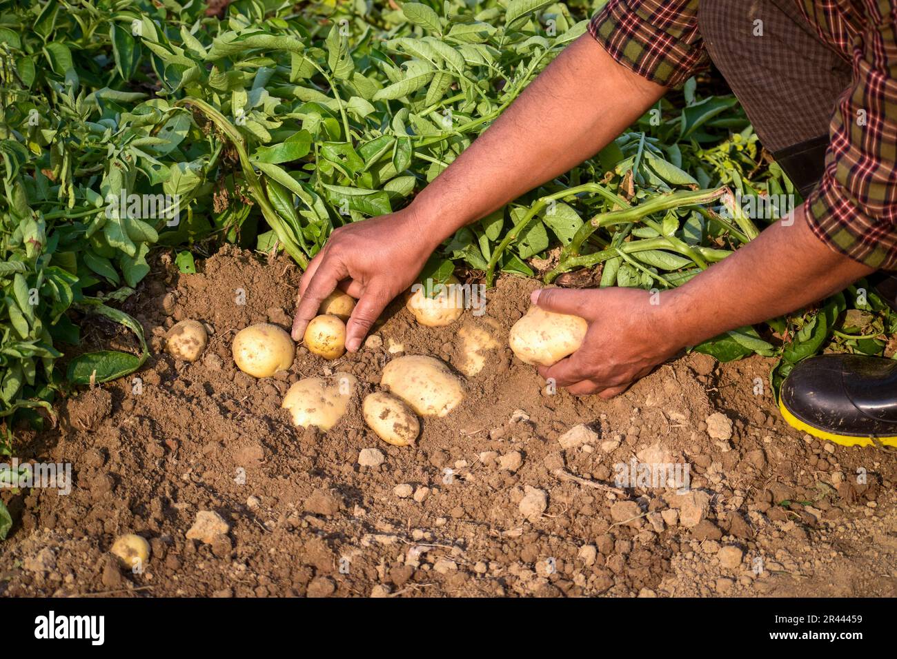 Potato people hi-res stock photography and images - Alamy
