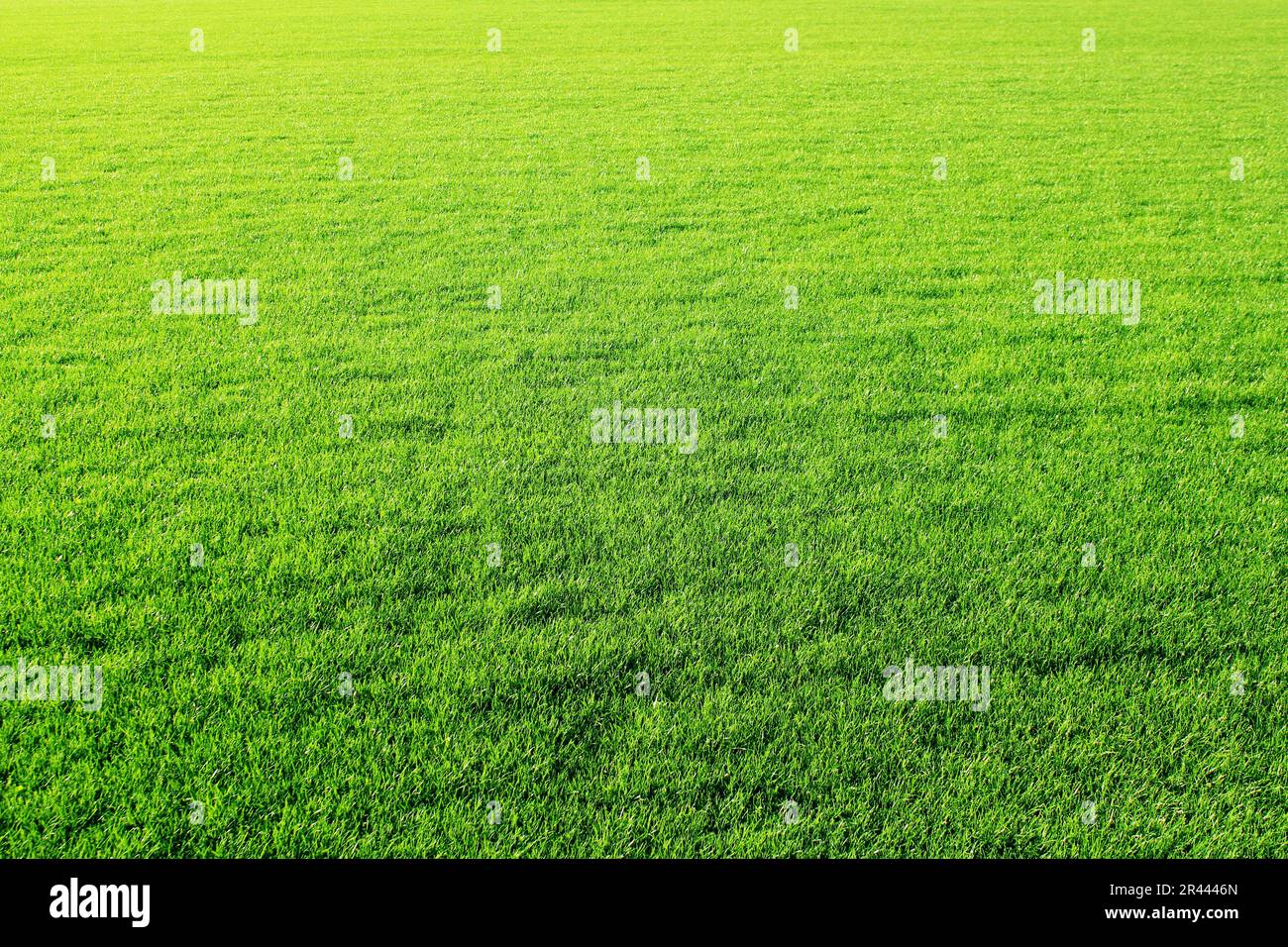 Top view of green grass field texture background Stock Photo - Alamy