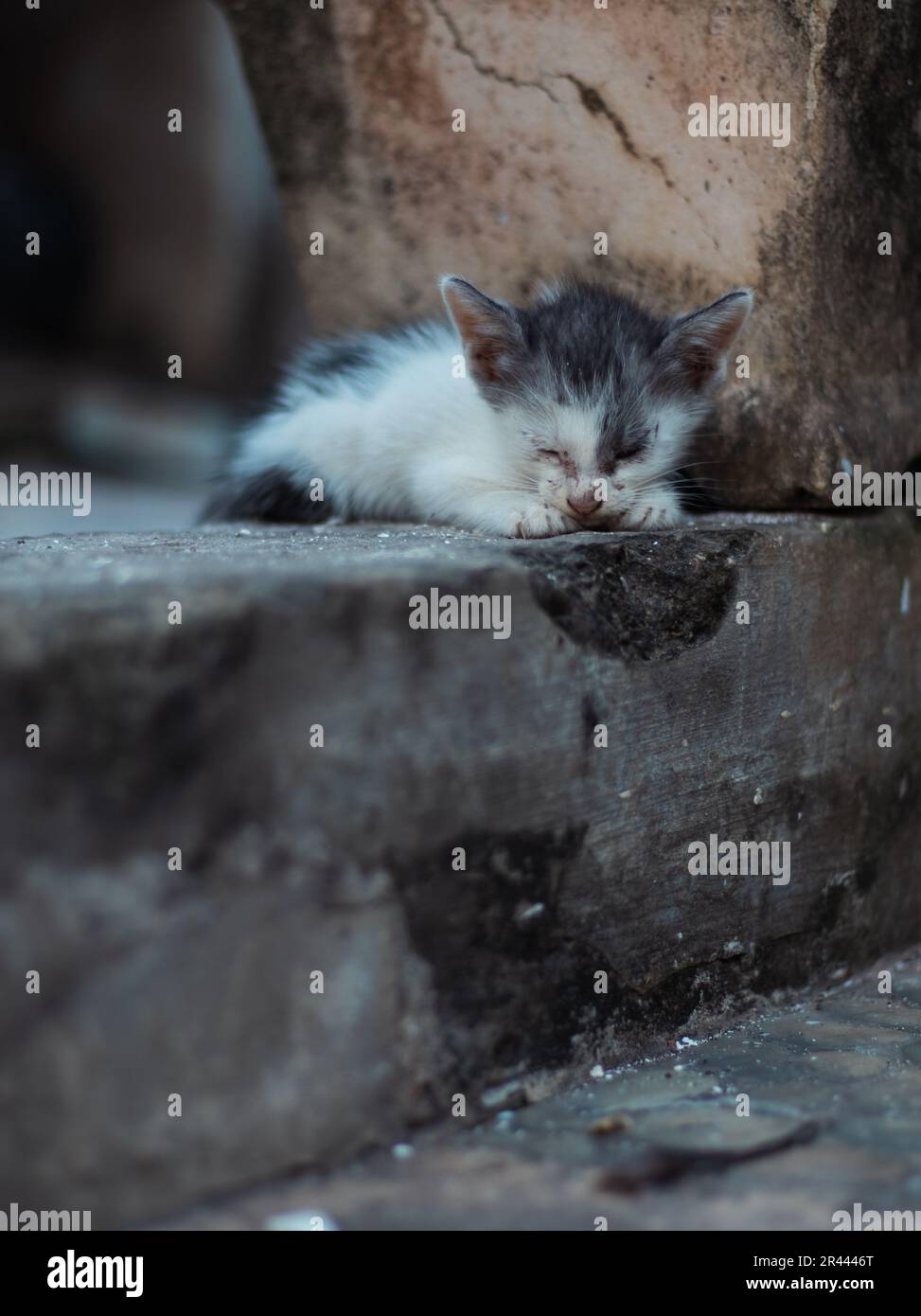 Poor kitten hi-res stock photography and images - Alamy