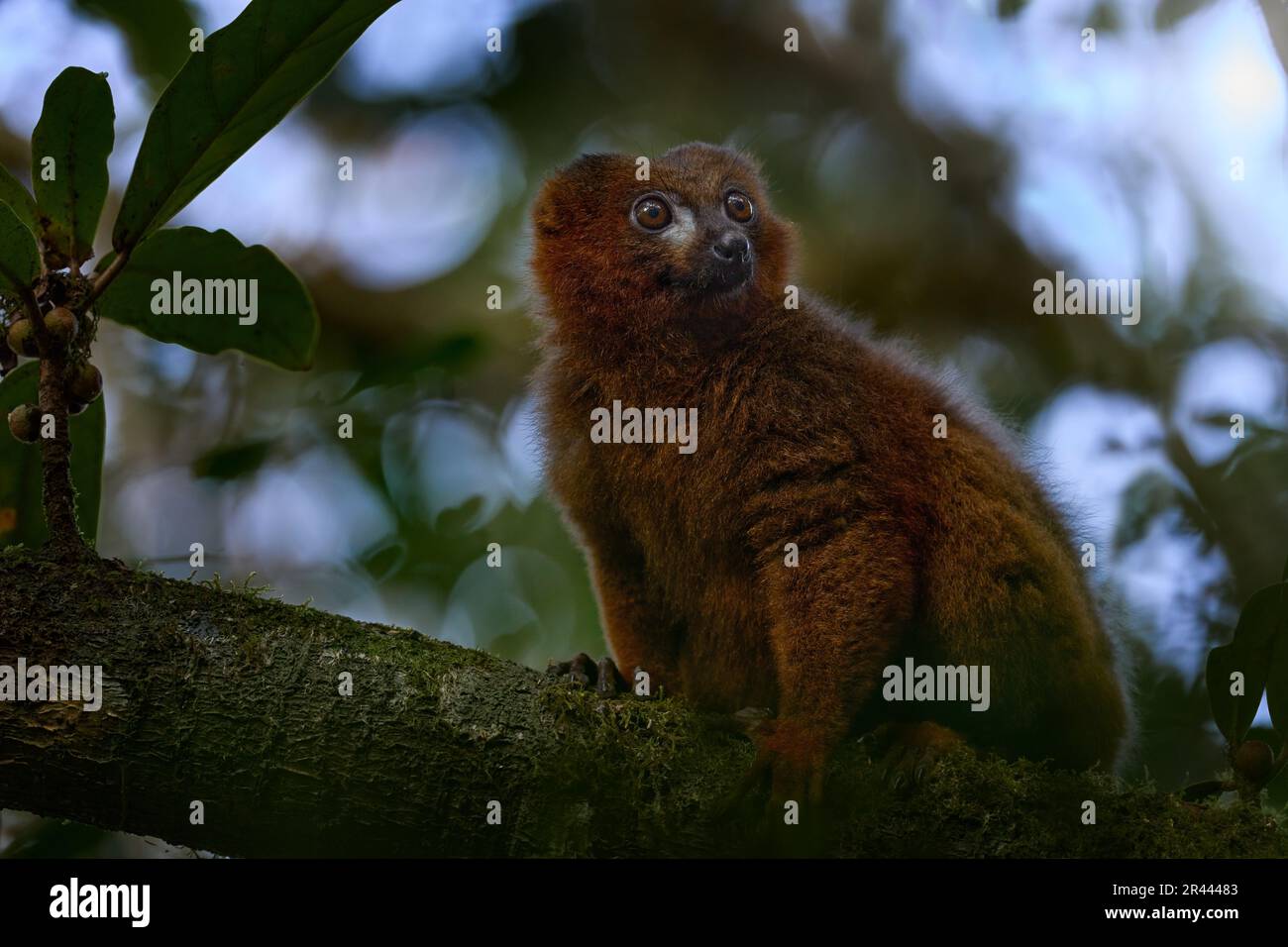 Red-bellied lemur, Eulemur rubriventer, Ranomafana NP, wild monkey in ...