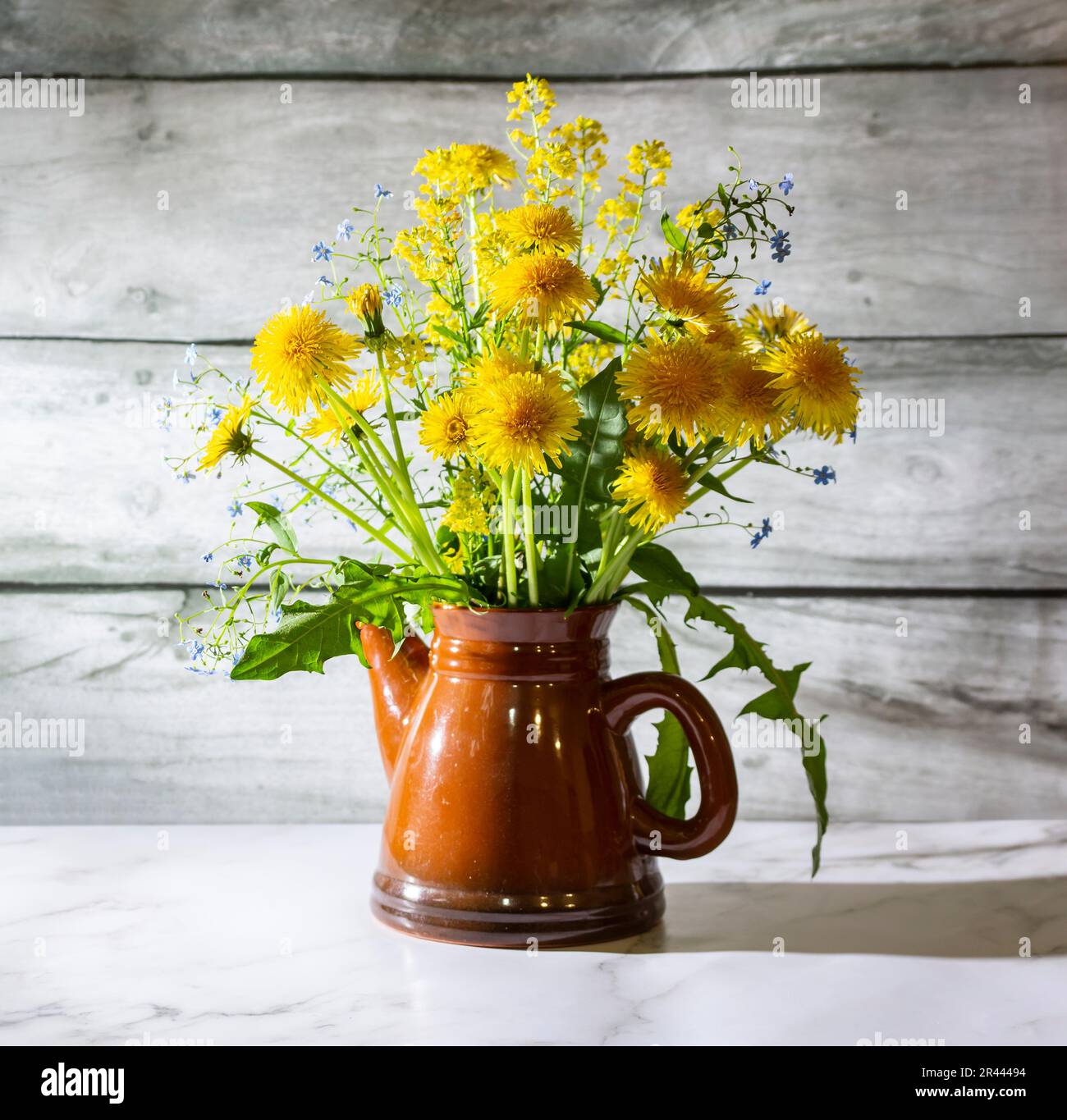 Still life with yellow dandelions in a teapot on a white marble table ...