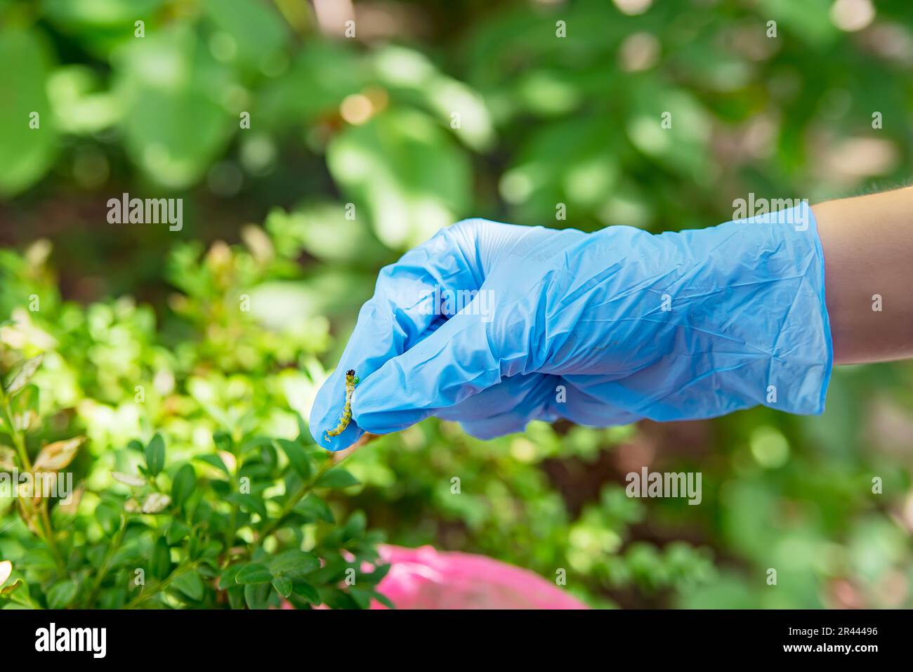 Close-up of box tree moth caterpillar, cydalima perspectalis on Buxus ...