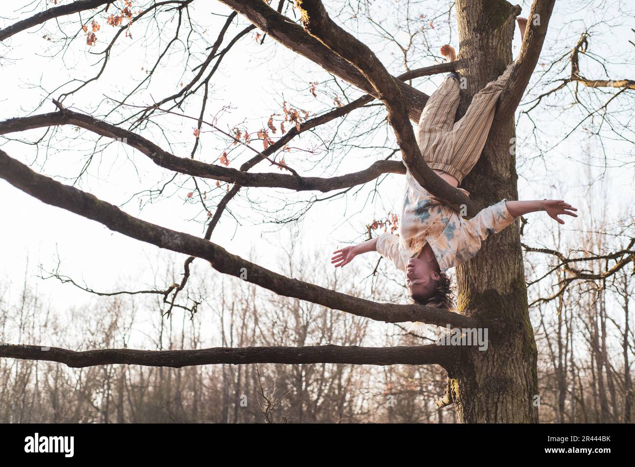 amazing dancer hangs with arms wide with freedom in tree Stock Photo ...