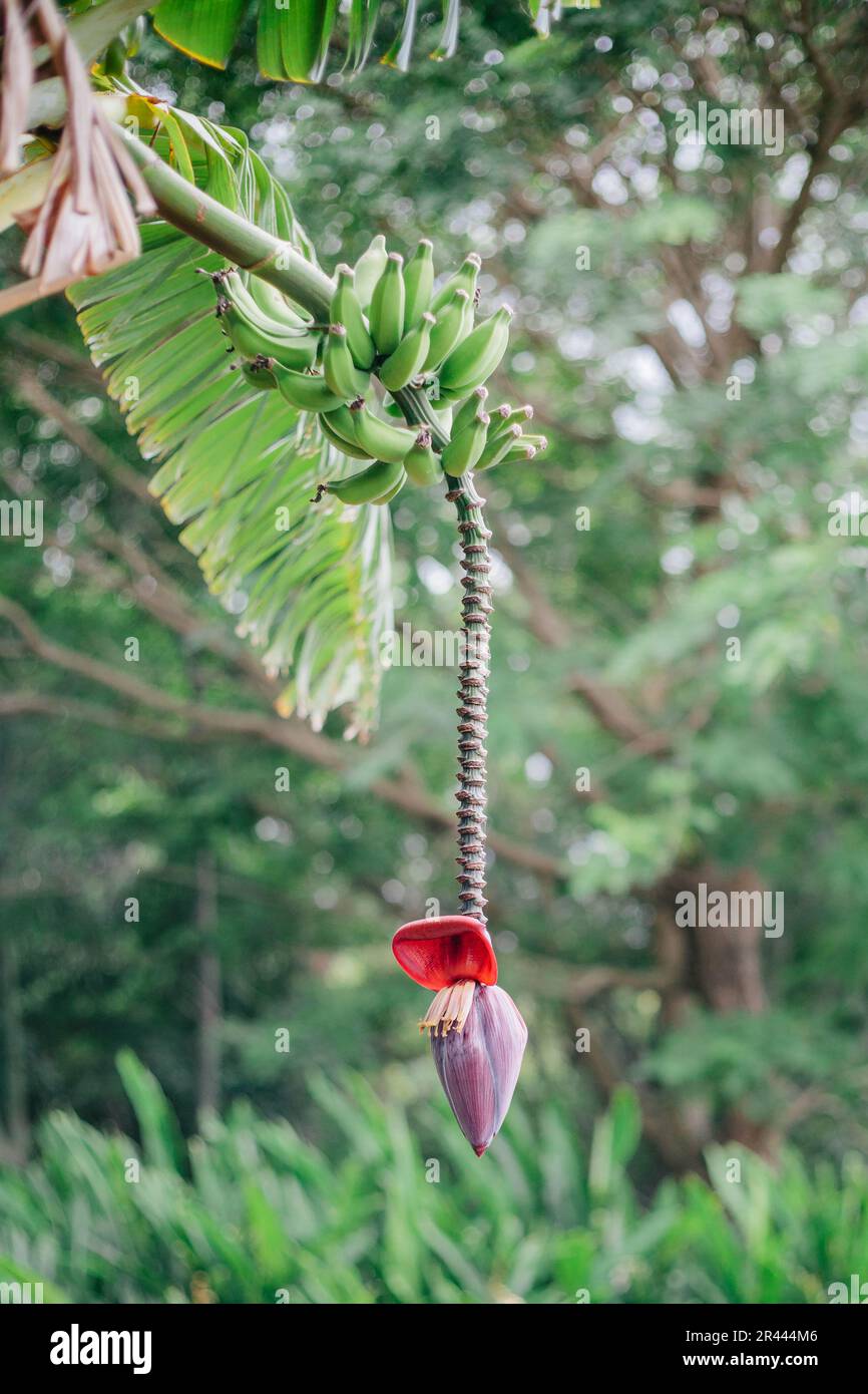Tropical banana plant blooming in a garden on Maui Island Stock Photo ...