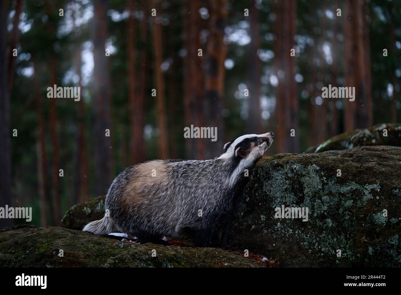 Badger in stone forest, Germany, Europe wildlife. European badger ...