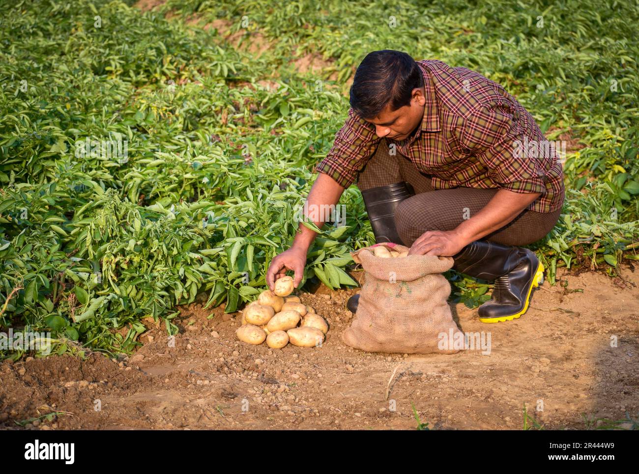 Potato people hi-res stock photography and images - Alamy