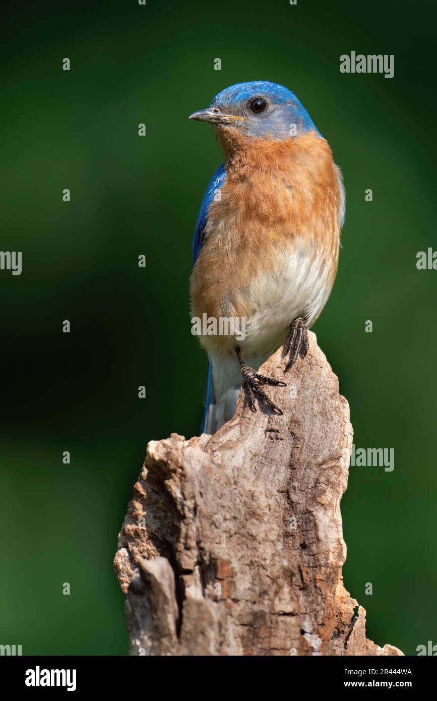 Mountain bluebird on wild hi-res stock photography and images - Alamy
