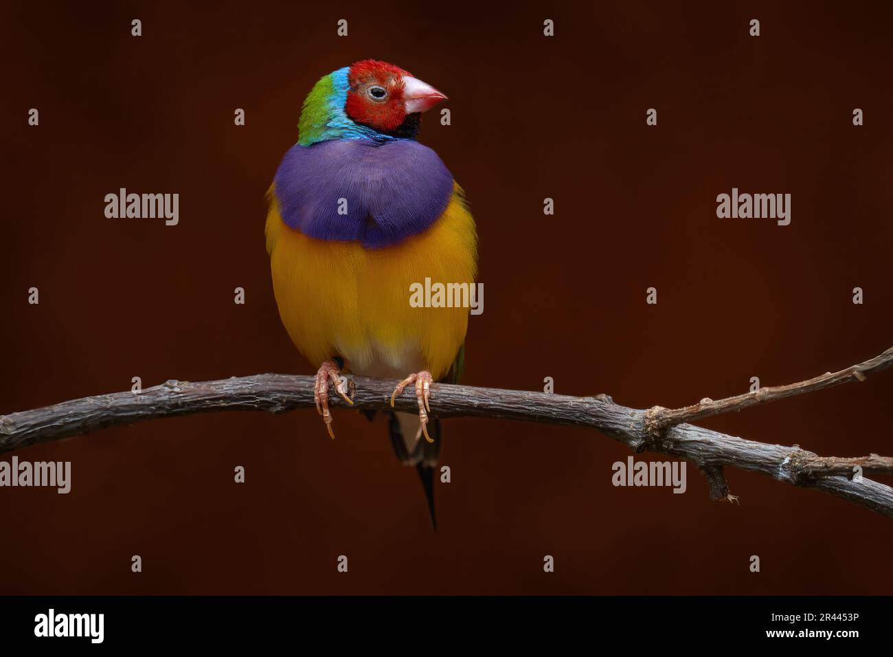 Gouldian finch, Chloebia gouldiae, rainbow bird from north of Australia ...
