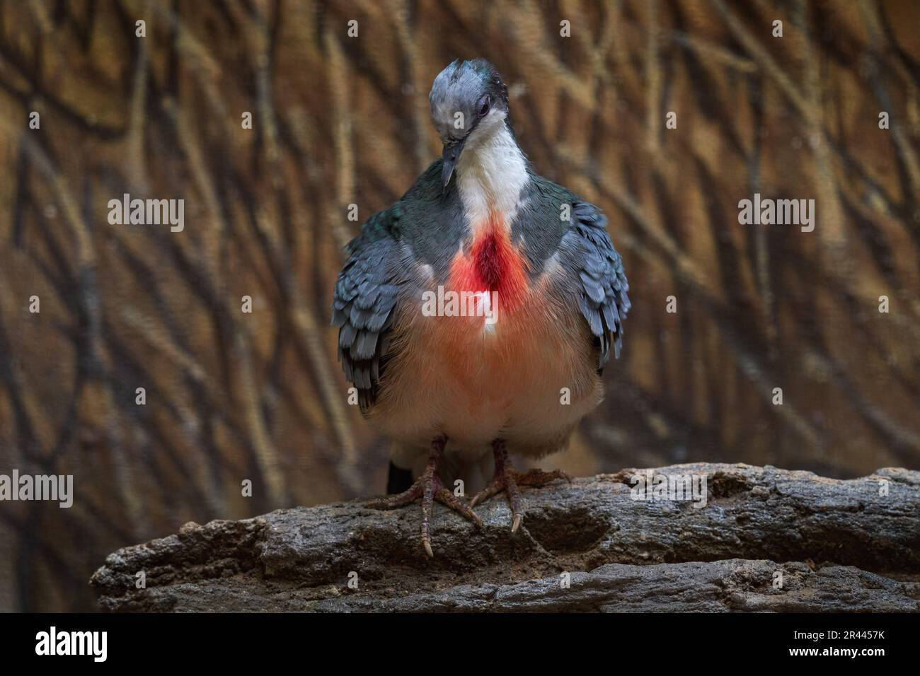 Luzon bleeding-heart or punay, Gallicolumba luzonica, Luzon island in ...